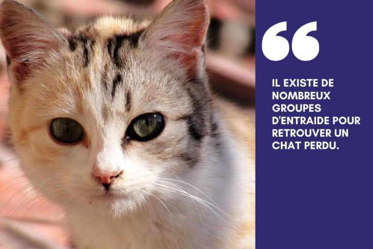 Les 7 choses à faire pour retrouver un chat perdu plus vite